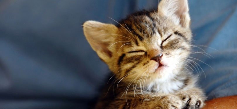 Home to Home Calls - Befriending Services - Age Space